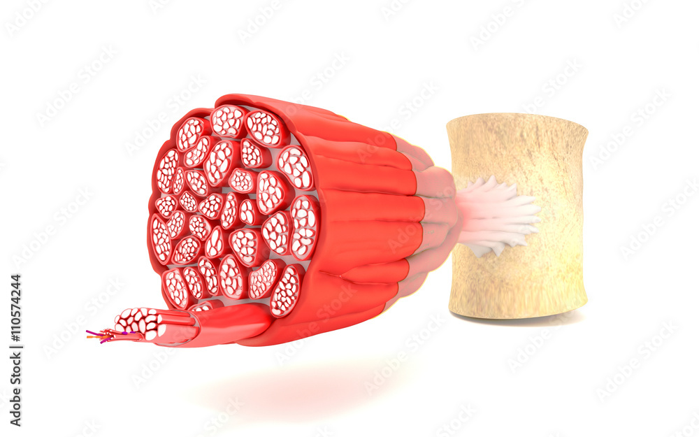anatomy of muscle tissue - the muscle structure. Stock Illustration ...