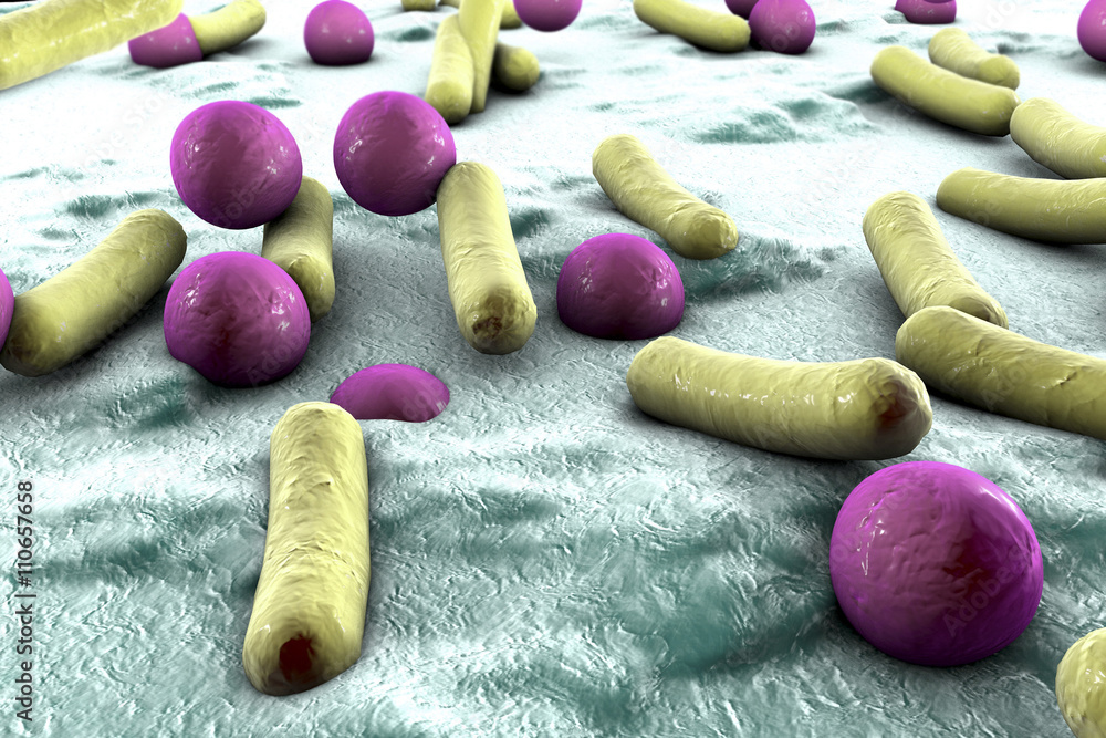 Bacteria on the surface of skin or mucous membrane, model of ...