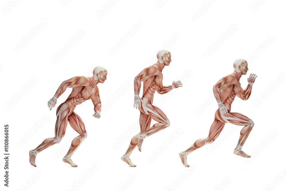 Running cycle. Anatomical illustration. Isolated. Contains clipp Stock ...