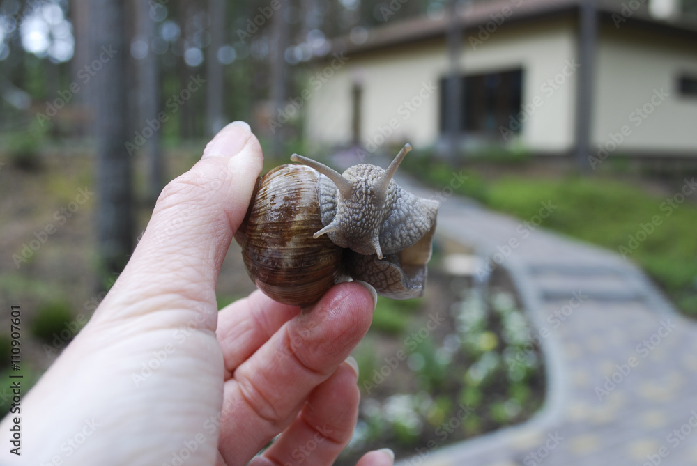 Hand holding snail. Helix pomatia (common names the Burgundy snail ...