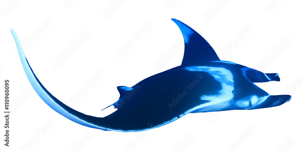 Manta Ray cut out isolated on white background Stock Photo | Adobe Stock