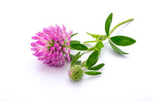 Clover Flower Free Stock Photo - Public Domain Pictures