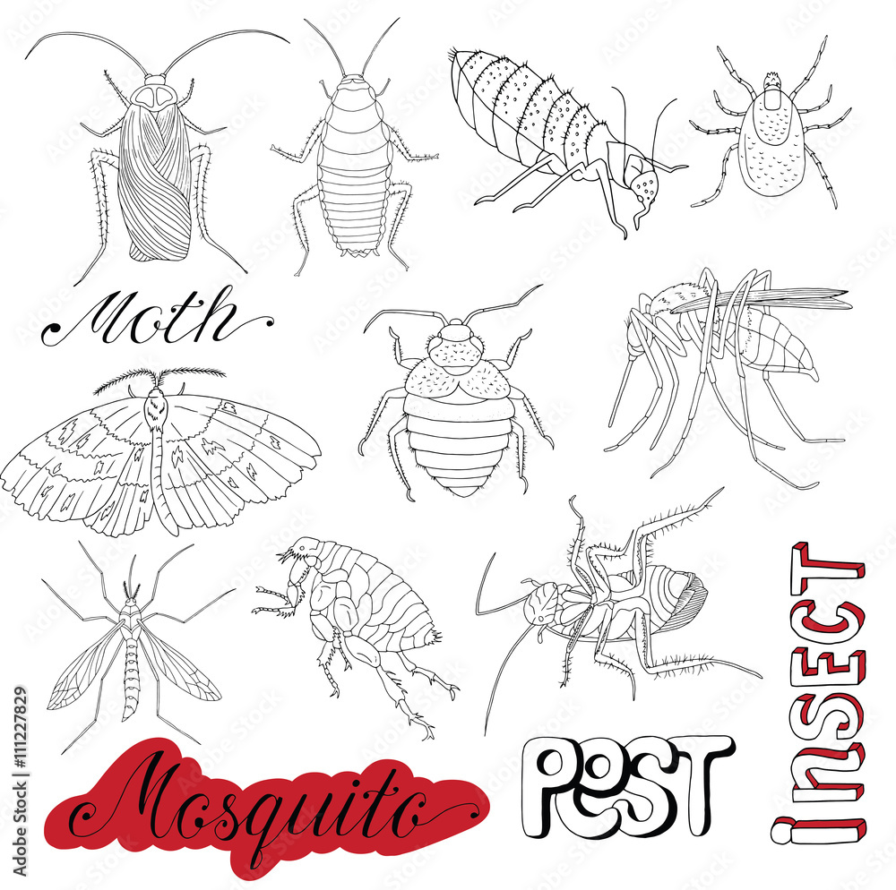 Hand drawn with set blood-sucking insects Stock Vector | Adobe Stock
