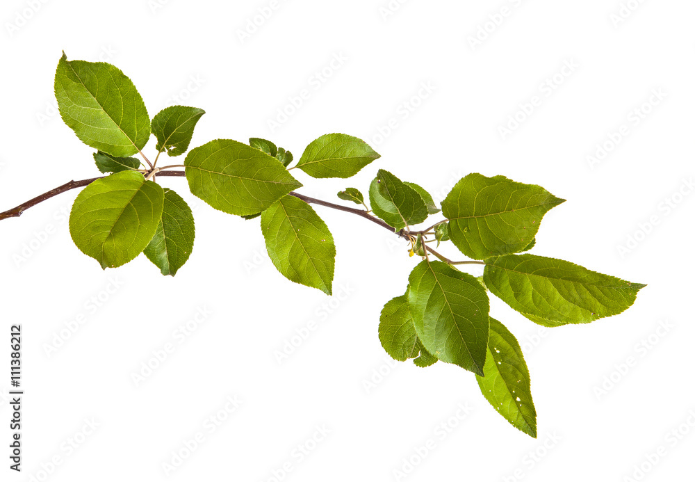 apple-tree branch with green leaves. Isolated on white backgroun Stock ...