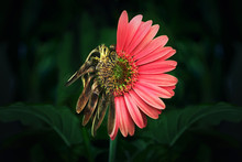 Death Daisy Free Stock Photo - Public Domain Pictures