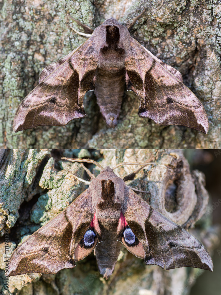 Eyed hawk-moth (Smerinthus ocellata) camouflaged and defensive ...