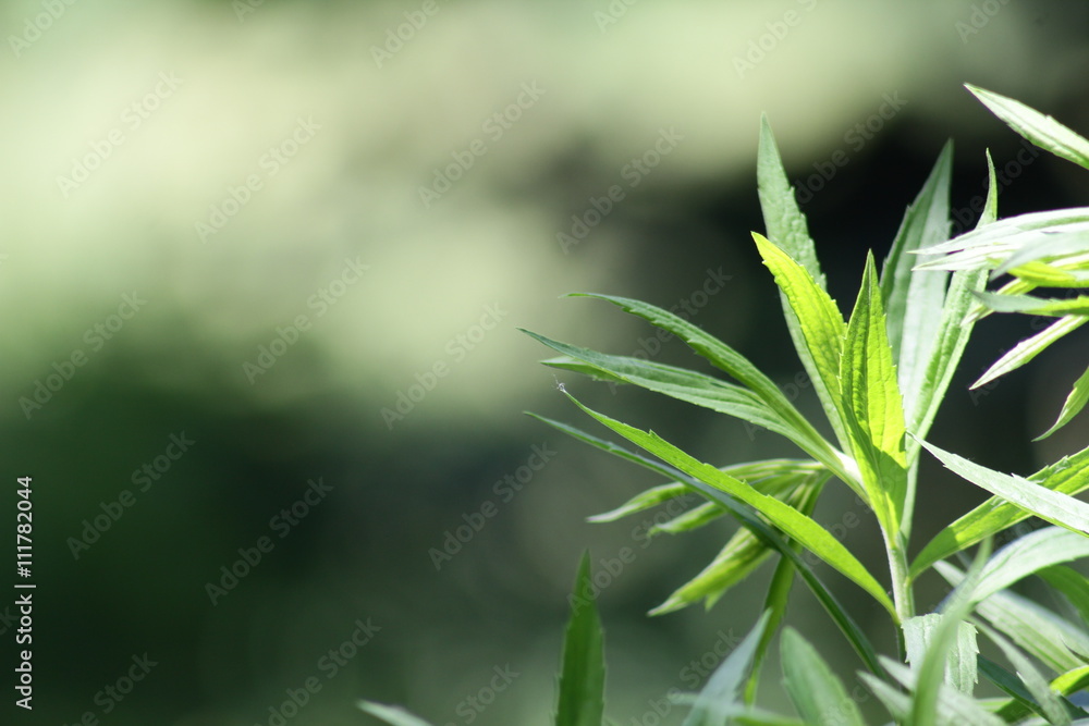 hemp leaves, green background Stock Photo | Adobe Stock