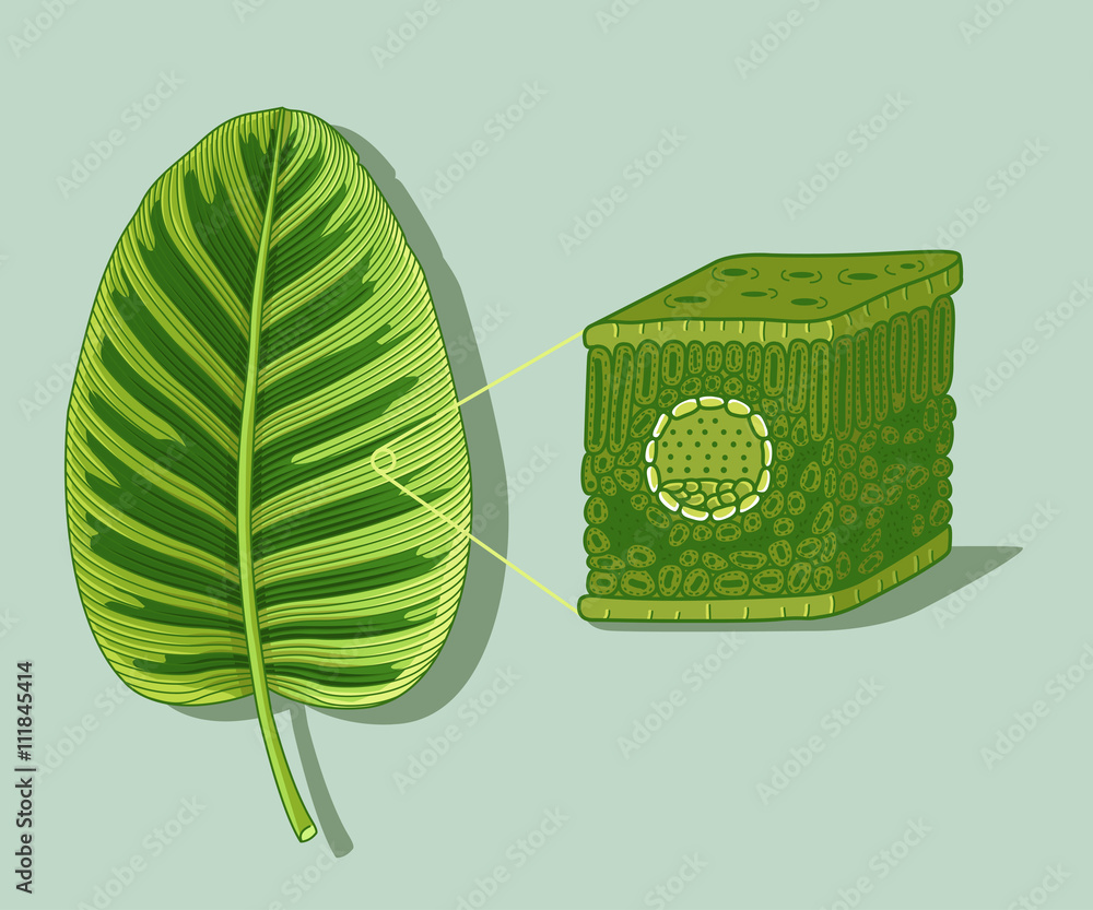 Cartoon leaf anatomy structure under microscopy. Botanical diagram ...