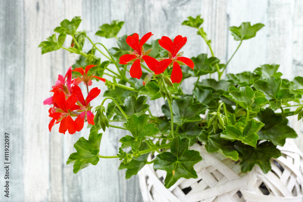 Red garden geranium in white wicker basket Stock Photo | Adobe Stock