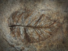 Leaf Fossil Free Stock Photo - Public Domain Pictures