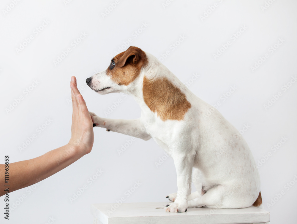 Dog greeting and human Stock Photo | Adobe Stock