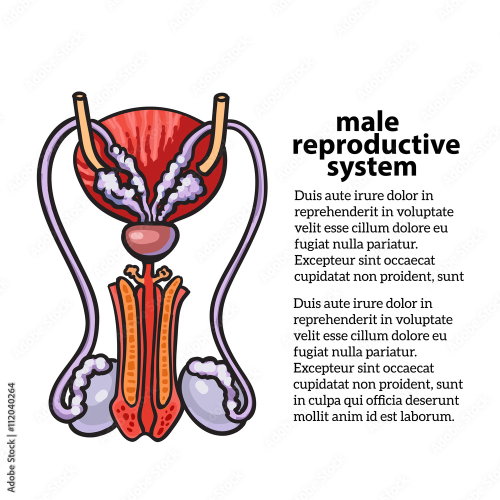 Male reproductive system, vector sketch hand-drawn illustration ...