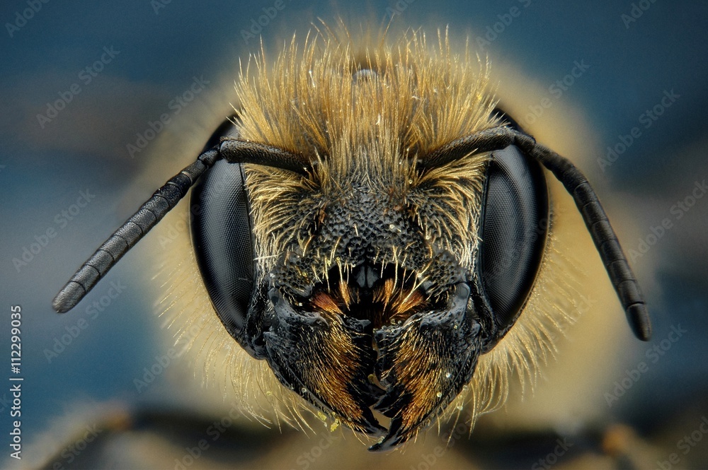 Foto de Stock Microfotografía de la cabeza de una abeja realizada con ...