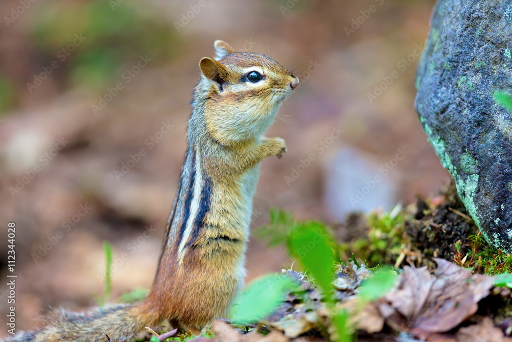 Chipmunks are small, striped rodents of the family squirrel. Chipmunks ...