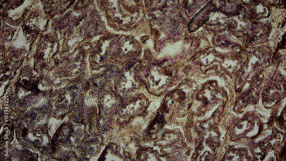 menschliche Zellen unter dem Mikroskop - Anatomie / Histologie ...