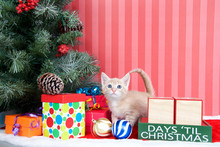 Christmas Orange Tabby Kitten Free Stock Photo - Public Domain Pictures