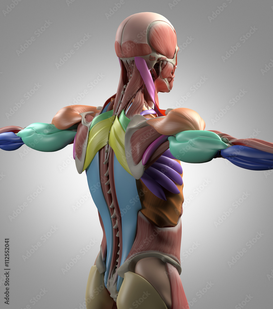 Human anatomy muscle groups, torso back, color coded. 3d illustration ...