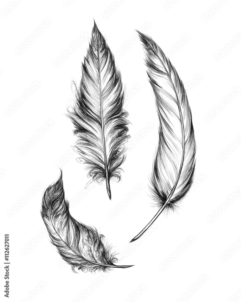 Stock-Illustration „Drei verschiedene Federn“ | Adobe Stock