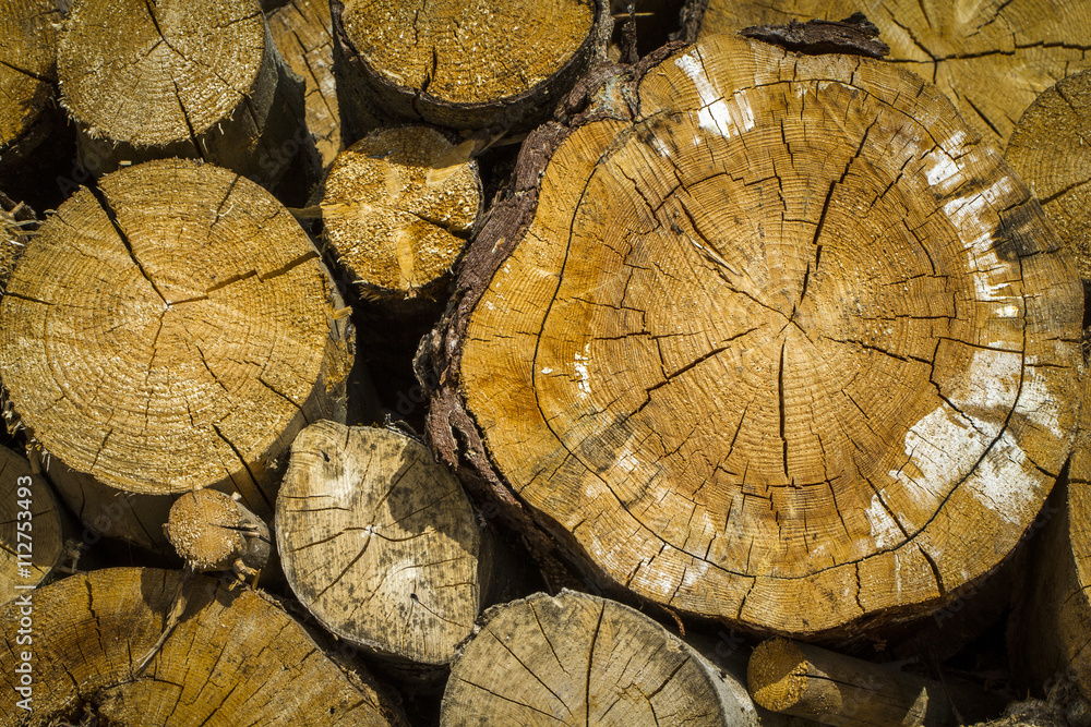 Log cross-section Stock Photo | Adobe Stock