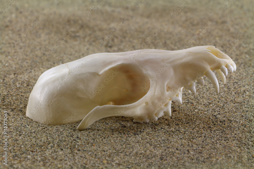Skull of desert fox fennec (Vulpes zerda) dug in desert sand. Lateral ...