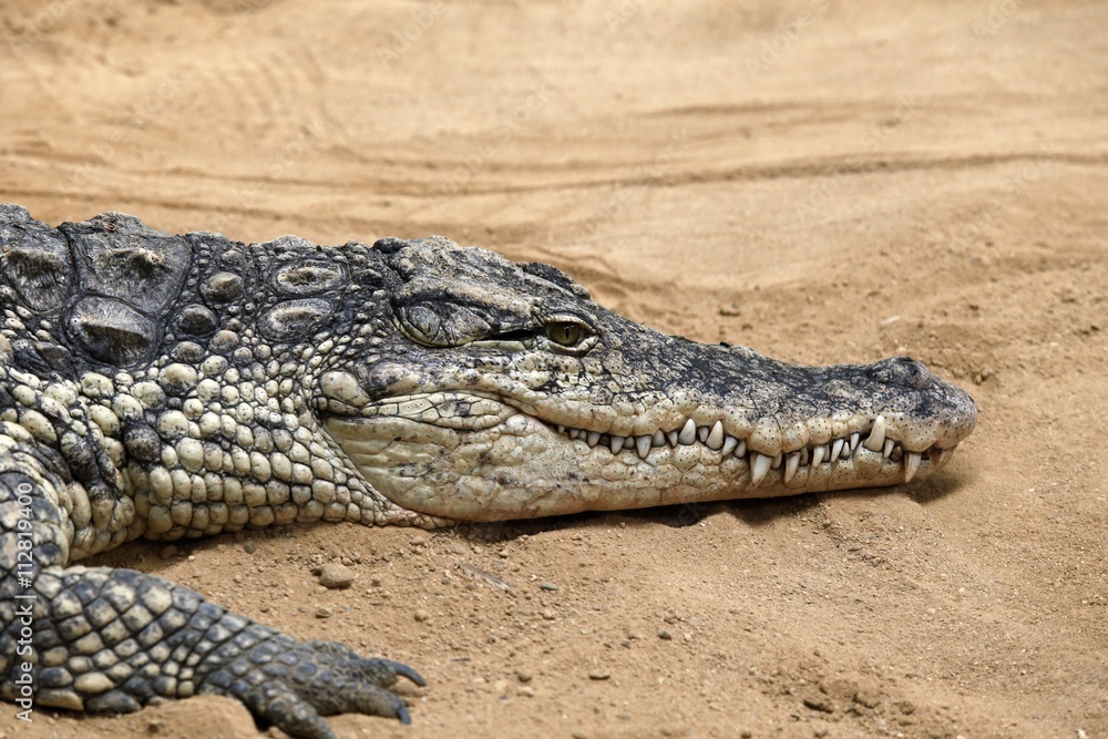 Foto de Stock El cocodrilo del Nilo (Crocodylus niloticus) es una ...