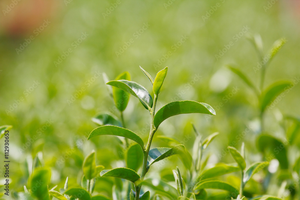 Tea plant (Camellia sinensis var. sinensis / Chinese tea) the plant ...