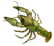 Crawdad Free Stock Photo - Public Domain Pictures