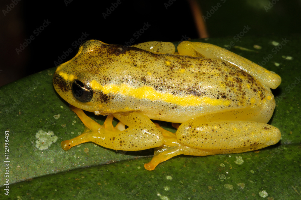 Heterixalus betsileo is a species of frogs in the Hyperoliidae family ...