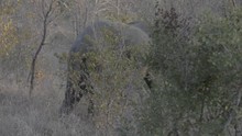 Elephant Disappearing Into Bush Free Stock Photo - Public Domain Pictures