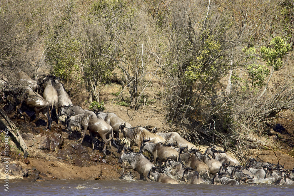 Herd of blue wildebeest (brindled gnu) (Connochaetes taurinus) crossing ...