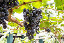 Bunch Of Ripening Pink Grapes Free Stock Photo - Public Domain Pictures