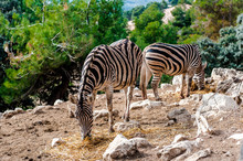 Zebra In Sunlight Against Dry Grass Free Stock Photo - Public Domain ...