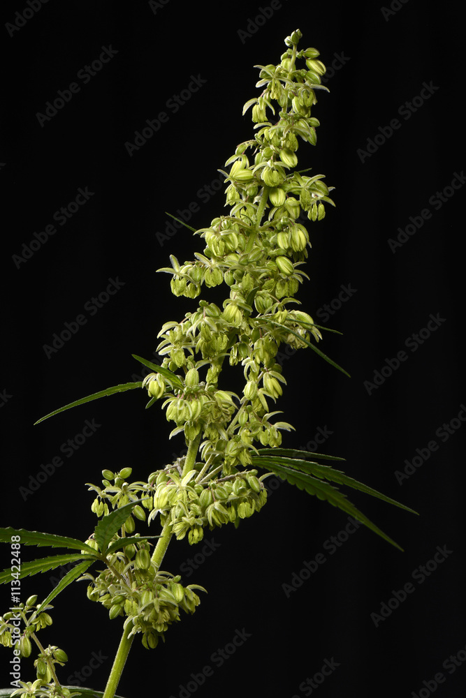 Stock-Foto „Hanfblüte (Cannabis indica)“ | Adobe Stock