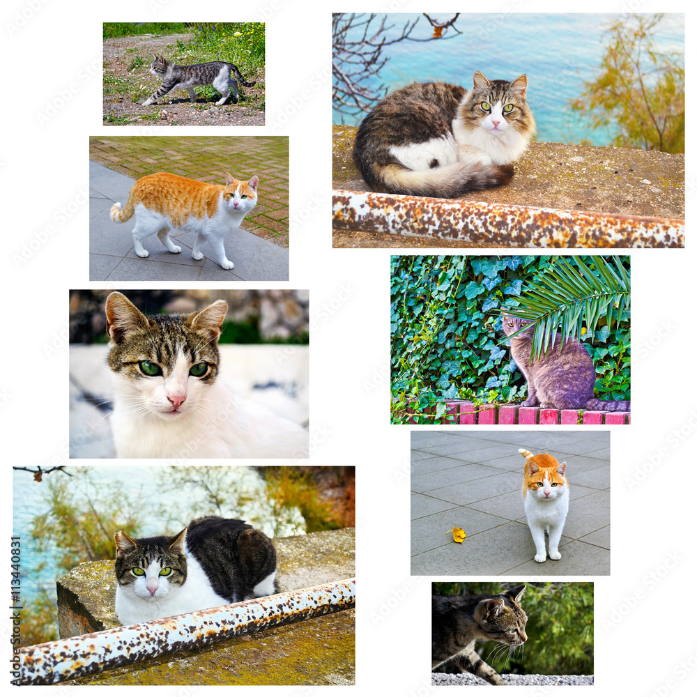photo collage with cats - animal cat collection Stock Photo | Adobe Stock