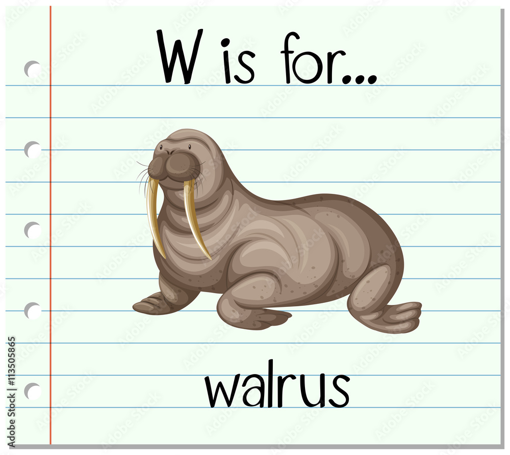 Flashcard letter W is for walrus Stock Vector | Adobe Stock