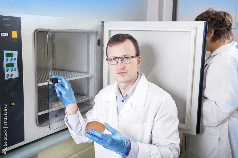 Microbiologist hand cultivating a petri dish whit inoculation loops ...