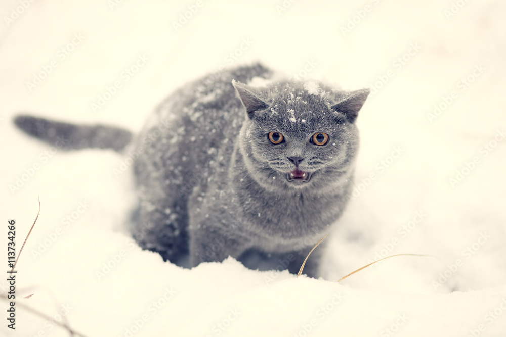 Sad cat walking in snow Stock Photo | Adobe Stock
