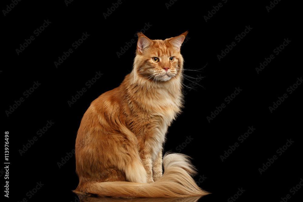 Ginger Maine Coon Cat with Furry Tail Sitting and Curious Looks ...
