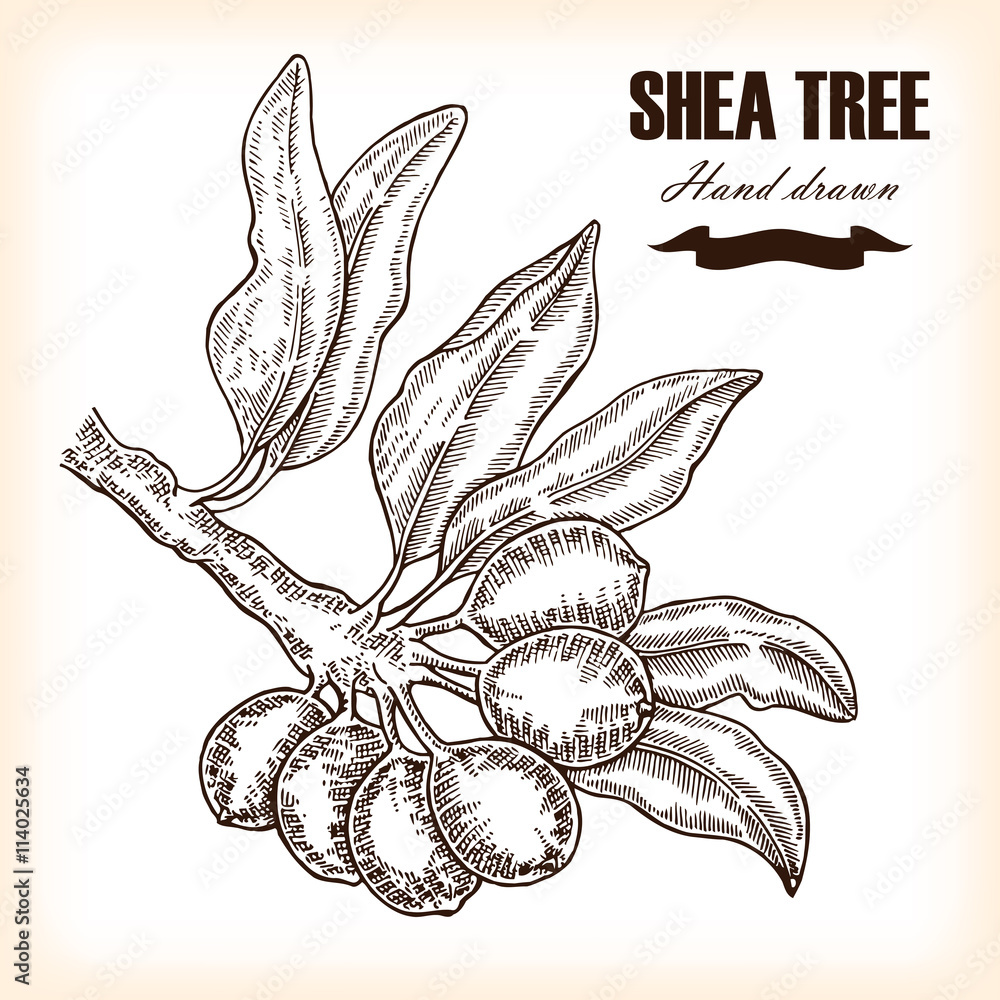 Shea tree. Hand drawn branch in sketch style. Medical plants Stock ...