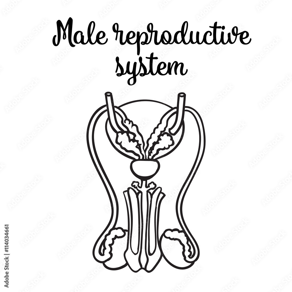 Male reproductive system, vector sketch hand-drawn illustration ...