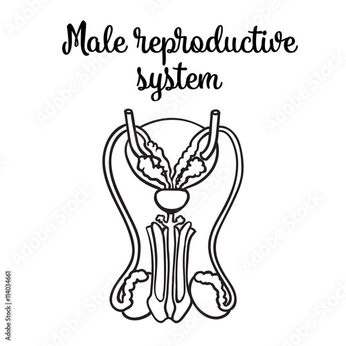 Male reproductive system, vector sketch hand-drawn illustration ...