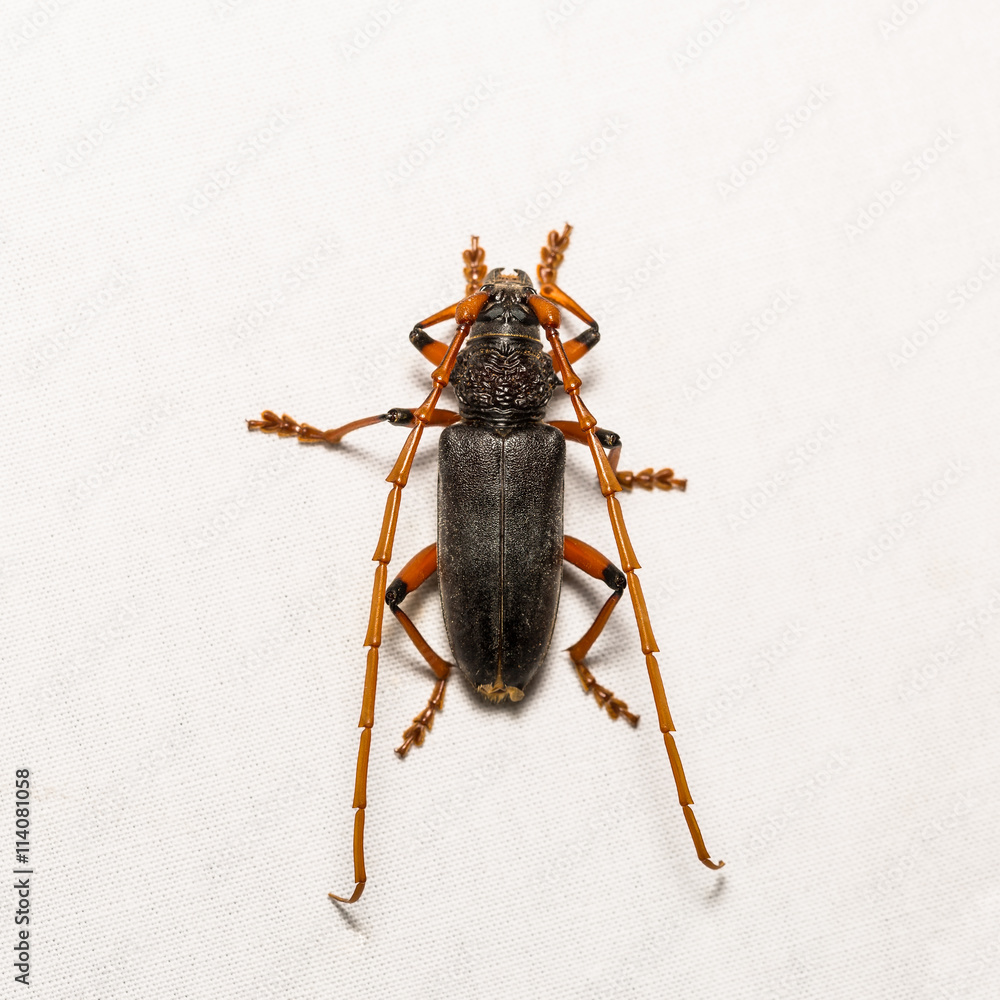 Long-horned beetle or mango bark borer beetle Stock Photo | Adobe Stock