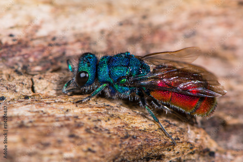 Ruby-tailed wasp (Chrysis sp.) in profile. Cuckoo wasp in family ...