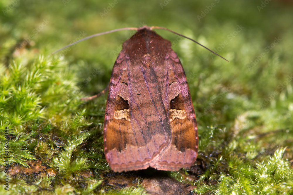 Purple clay moth (Diarsia brunnea). British woodland insect in the ...