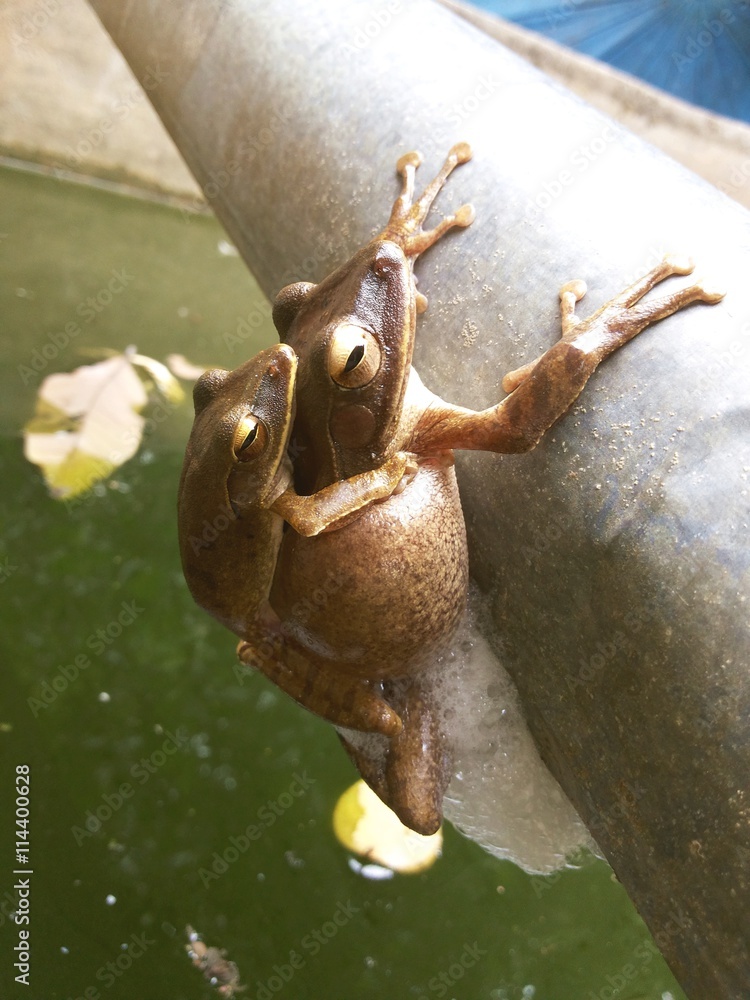 Common tree frogs are mating and laying eggs,Amphibians in tropical ...