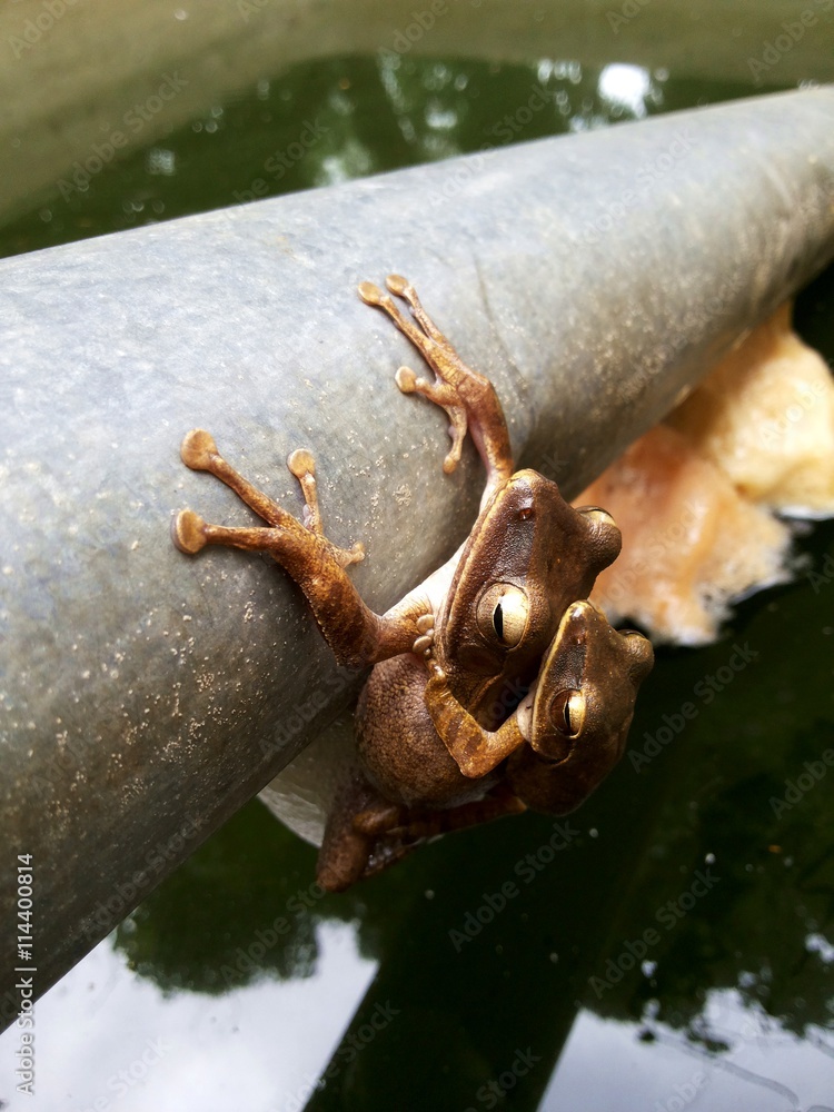 Common tree frogs are mating and laying eggs,Amphibians in tropical ...