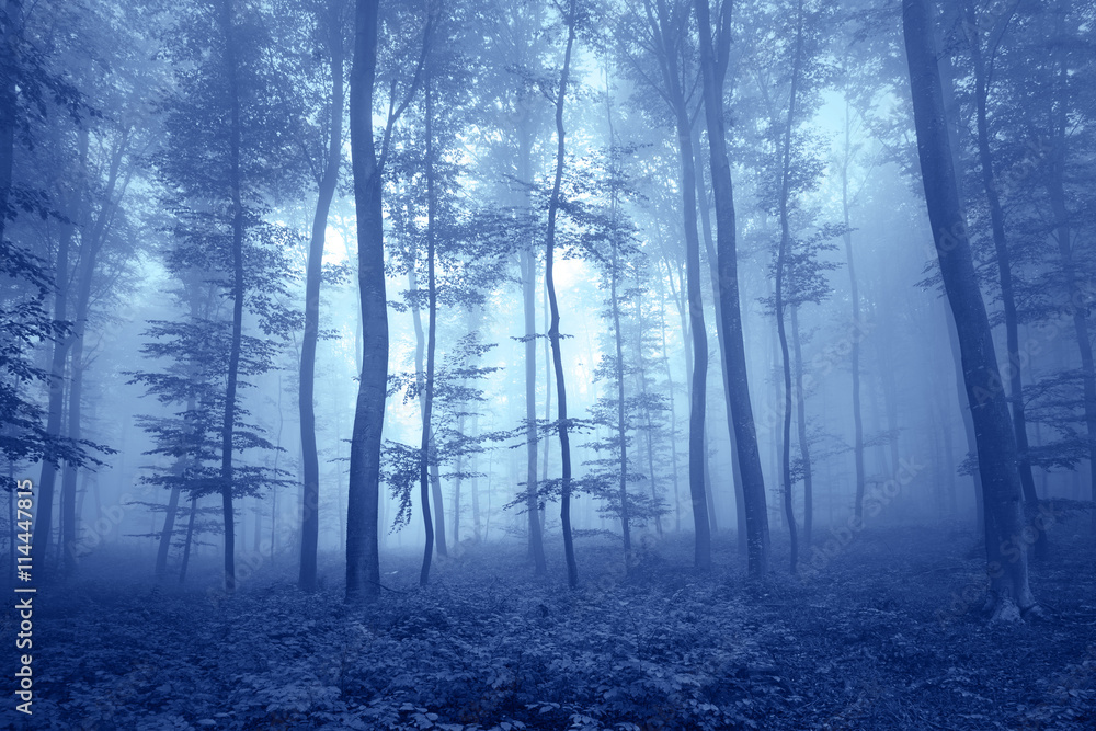 Magic blue colored foggy forest tree landscape. Blue color tone filter ...