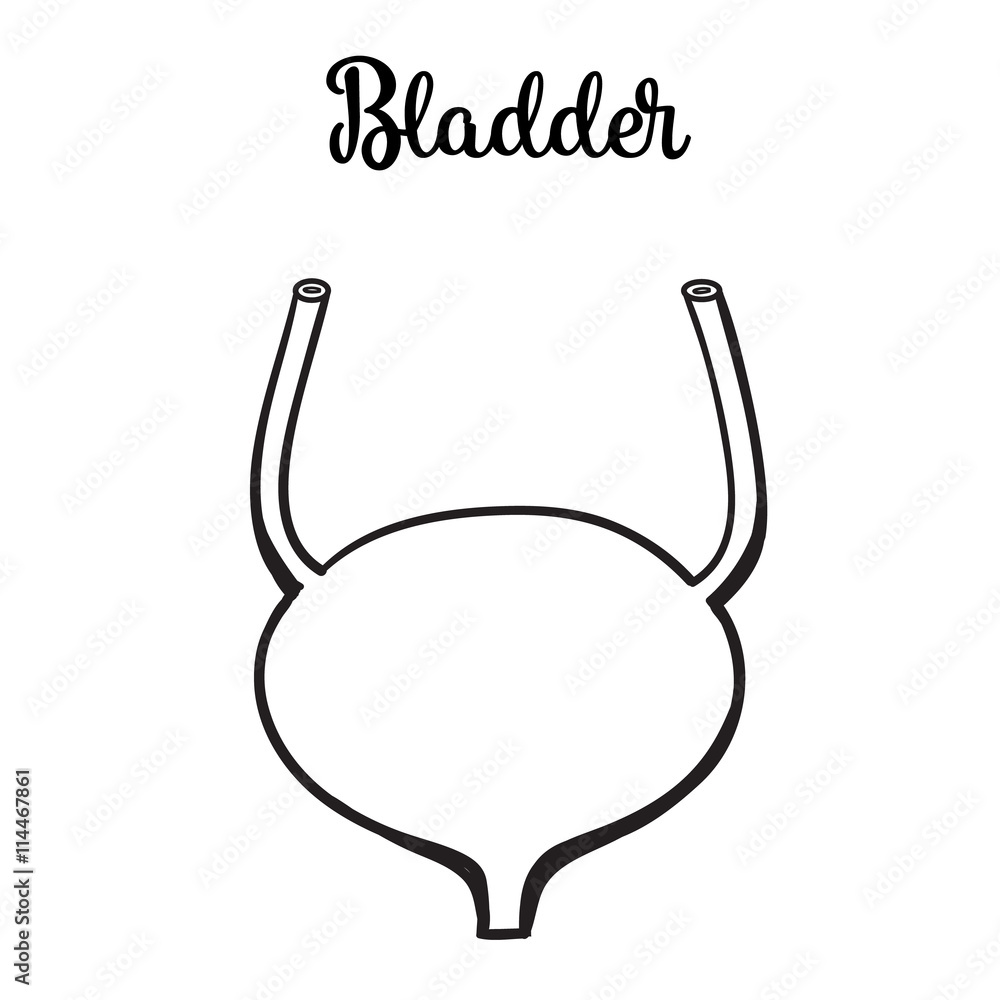 detailed image of human bladder, vector sketch hand-drawn illustration ...