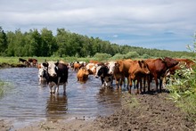 Cows At River Crossing Free Stock Photo - Public Domain Pictures