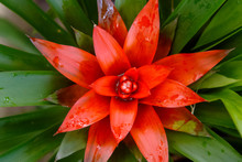 Bromeliad Flower Free Stock Photo - Public Domain Pictures